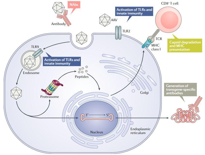 Nature综述：详述基因治疗明星载体腺相关病毒(AAV) - 知乎