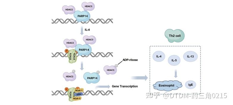 用于治疗特应性皮炎的强效且高选择性 PARP14 抑制剂的发现与优化 - 知乎