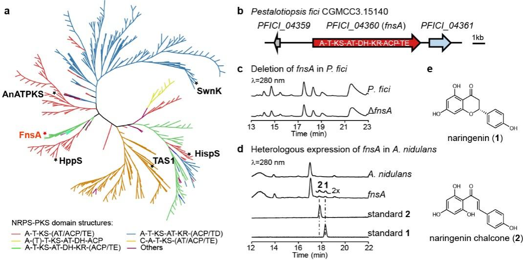 Nat Commun︱尹文兵团队发现真菌合成黄酮柚皮素的新途径 - 知乎