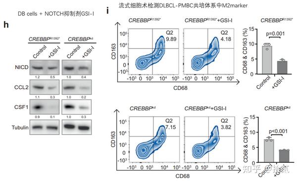 CREBBP/EP300突变通过FBXW7-NOTCH-CCL2/CSF1轴改变肿瘤相关巨噬细胞极化促进DLBCL进展 - 知乎