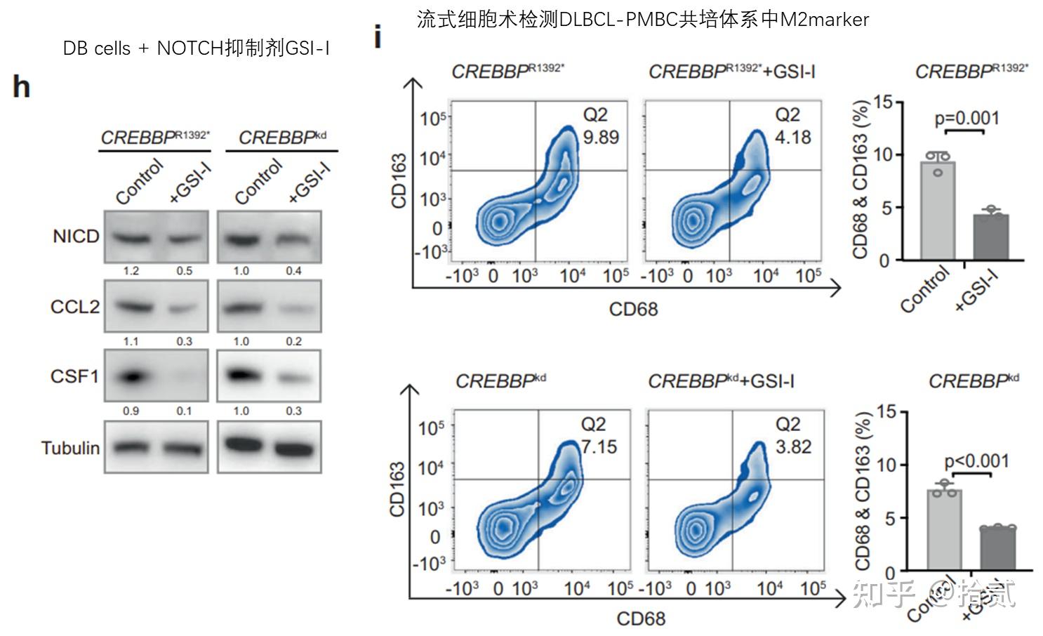 Crebbp Ep300突变通过fbxw7 Notch Ccl2 Csf1轴改变肿瘤相关巨噬细胞极化促进dlbcl进展 知乎