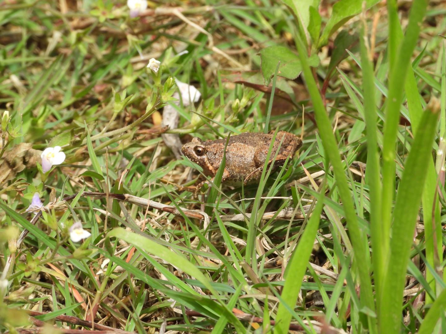 武汉两栖爬行动物略记 - 知乎