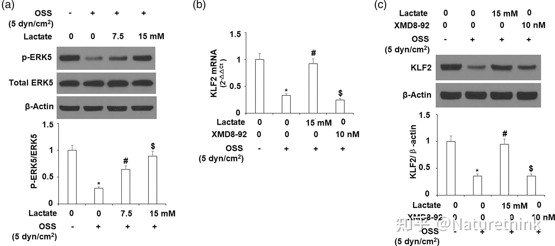 乳酸激活的GPR81可通过激活KLF2的表达来抑制振荡剪切应力诱导的内皮炎症 - 知乎