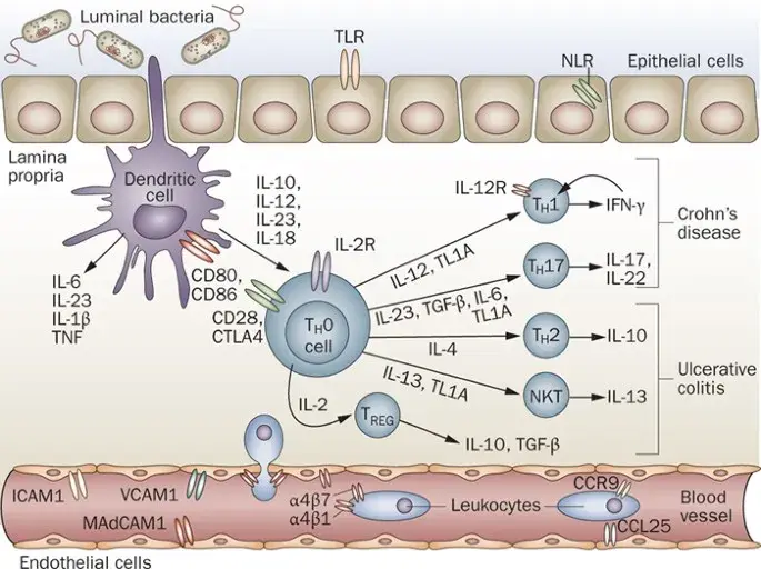 TL1A+α4β7/IL-23双抗来了！TL1A多靶点人源化小鼠模型为研发加速 - 知乎