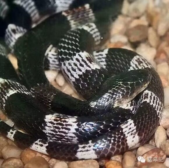 献给钟爱的Bungarus环蛇属（Krait) - 知乎