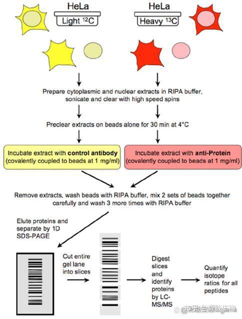 （超实用）SILAC应用之蛋白质相互作用实验原理、SILAC方法 - 知乎
