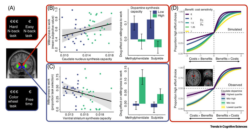 Trends Cogn Sci重要综述| 皮层-纹状体多巴胺介导认知控制动机：成本-收益的权衡 - 知乎