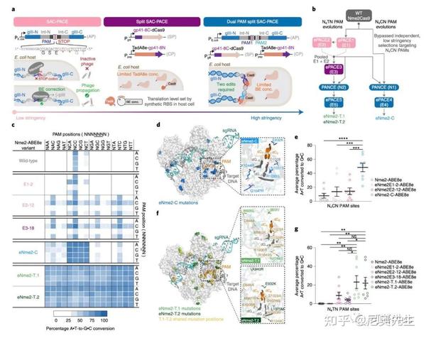 NBT | 重磅！David R. Liu进化出紧凑的可识别单嘧啶PAM的Cas9变体 - 知乎