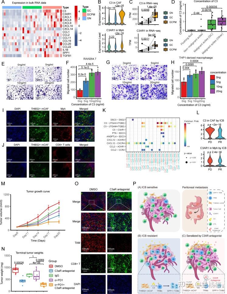 单细胞多组学揭示胃癌腹膜转移耐药新机制：CAF-巨噬细胞C3轴与靶向治疗突破 - 知乎