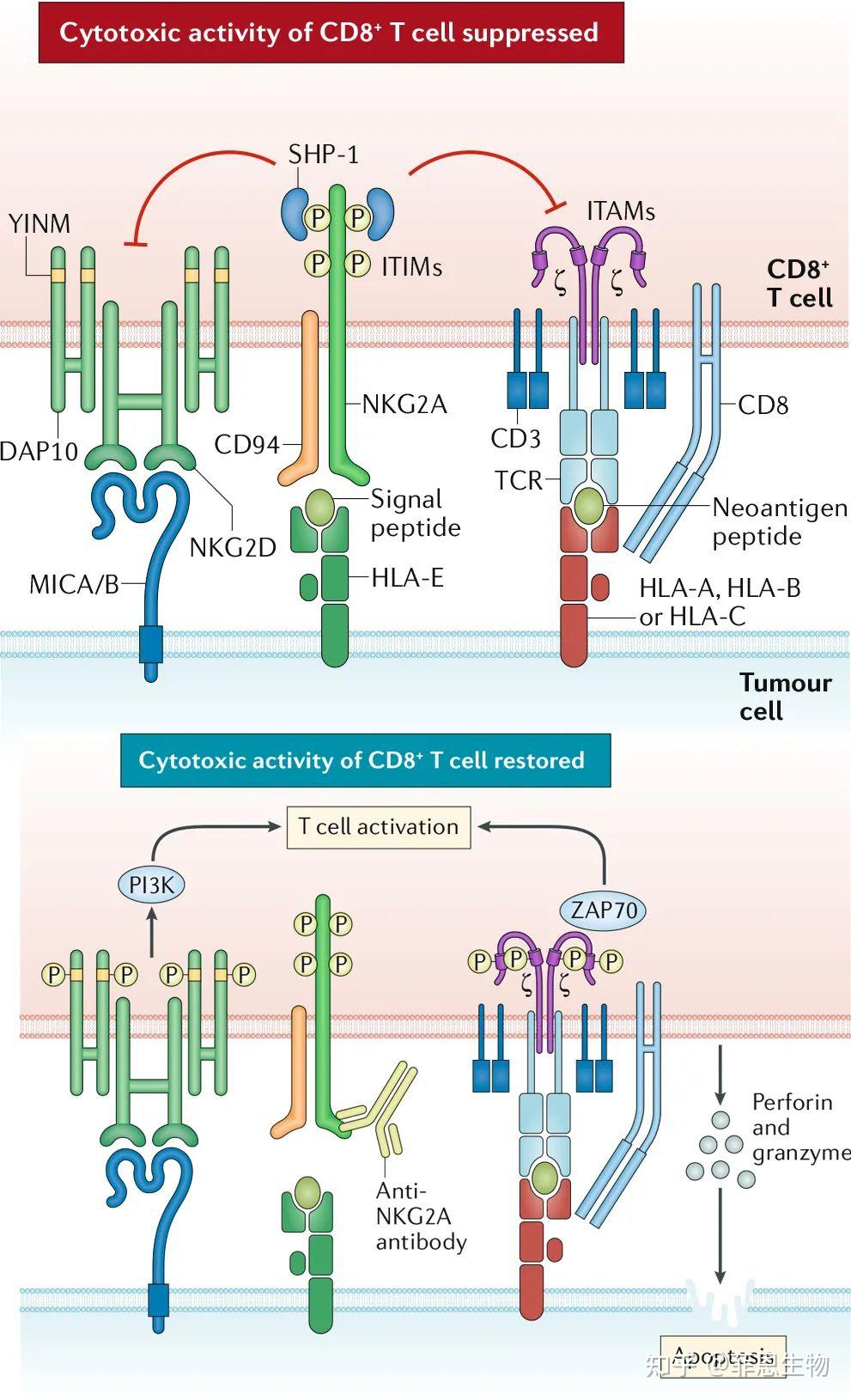 NK细胞受体(NKG2)家族简介及生物学功能 - 知乎