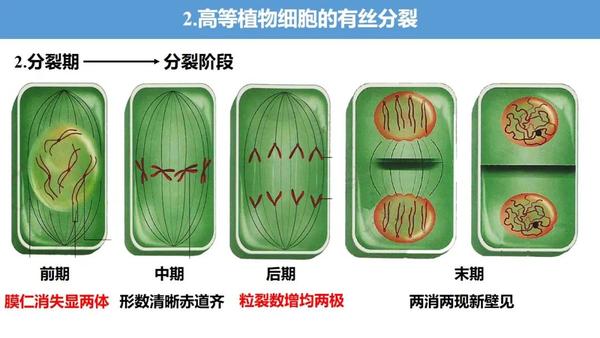 【课件分享】人教版新教材：6.1.1细胞增殖、细胞周期和有丝分裂 - 知乎