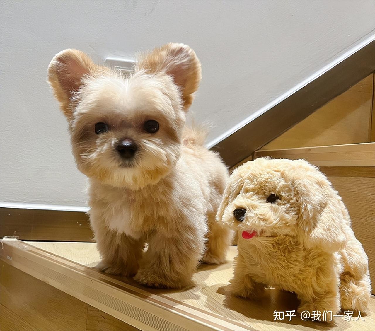 告诉你一个秘密：养狗，就养马尔泰犬！ - 知乎