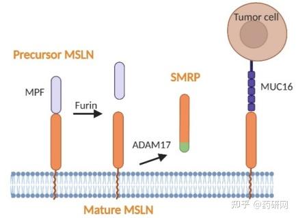 MSLN：超越实体瘤的免疫治疗靶点 - 知乎