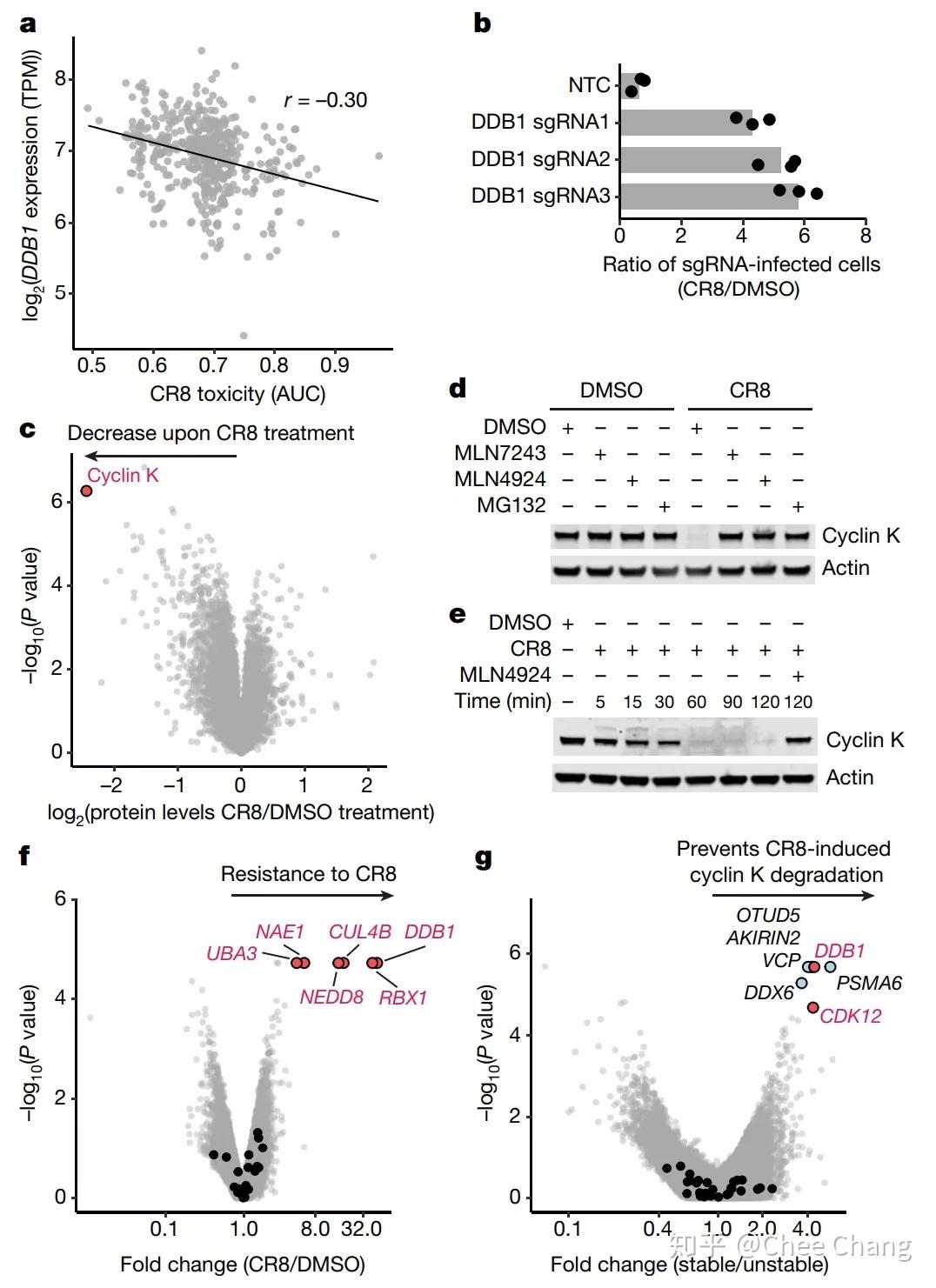 Nature：CDK抑制剂作为分子胶水降解cyclin K - 知乎