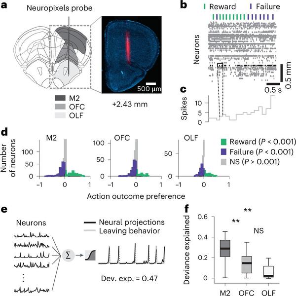 脑胶质瘤重塑神经回路的新机制，促进肿瘤发展，影响患者的生存率 - 知乎