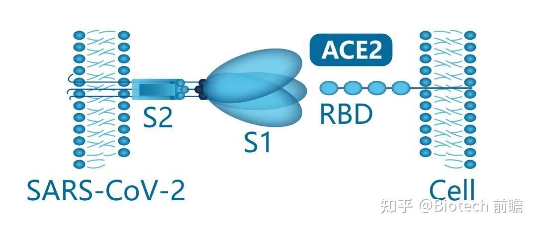 辉瑞、盐野义3CL蛋白酶抑制剂，默沙东RdRp抑制剂即将会师国内 - 知乎