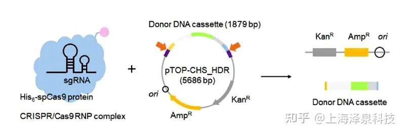 利用CRISPR/Cas9 RHP复合体在模式观赏植物矮牵牛中实现HDR介导的基因敲入 - 知乎