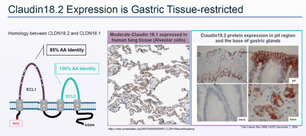 Claudins靶点梳理 - 知乎