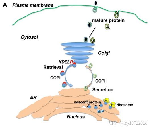 信号肽与新生肽链的运输和加工（二） - 知乎