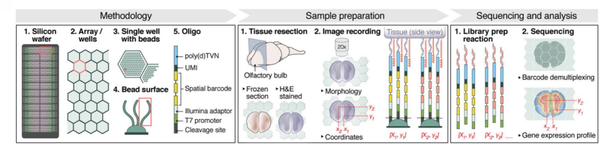 时空组学技术：生命科学和生物医学的前沿底层工具 | 时空简讯42期 - 知乎