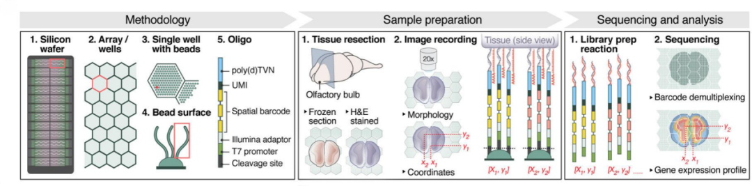 时空组学技术：生命科学和生物医学的前沿底层工具 | 时空简讯42期 - 知乎