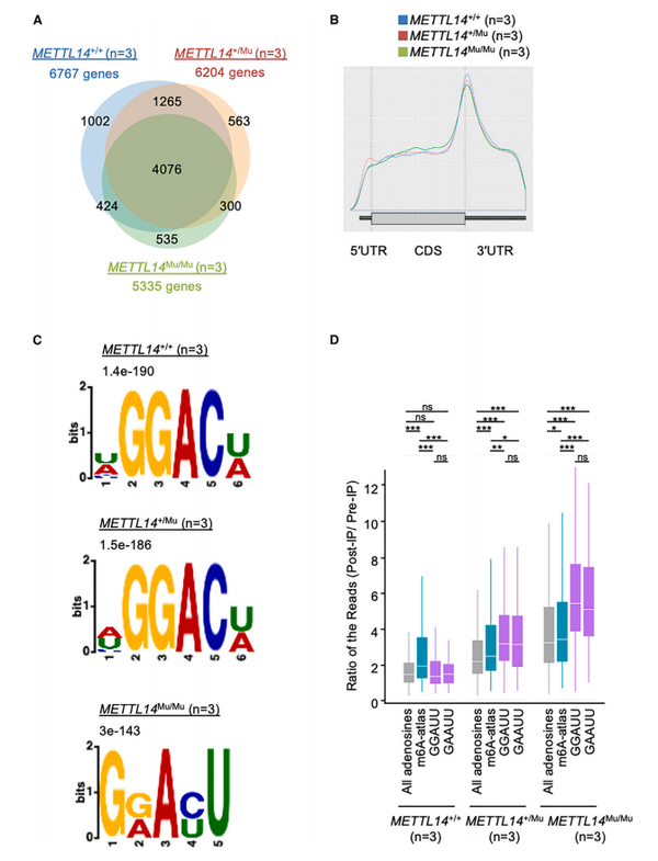 Cell Reports | 揭开METTL14在介导m6A修饰中的神秘面纱 - 知乎