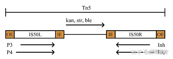 Tn5丨转座现象如何应用于文库构建 - 知乎