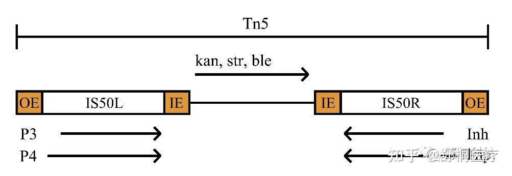 Tn5丨转座现象如何应用于文库构建 - 知乎