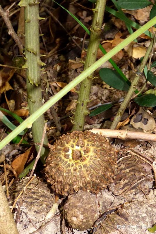 多肉植物全图鉴11：薯蓣科（Dioscoreaceae），薯蓣属（Dioscorea） - 知乎
