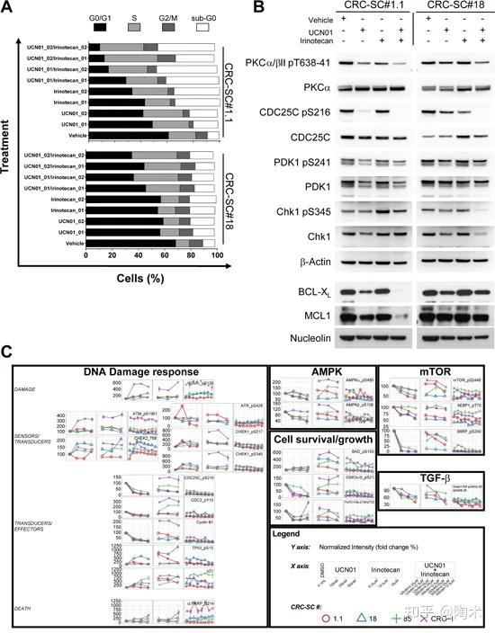 蛋白激酶抑制剂——Staurosporine (星形孢菌素) 【TargetMol】 - 知乎