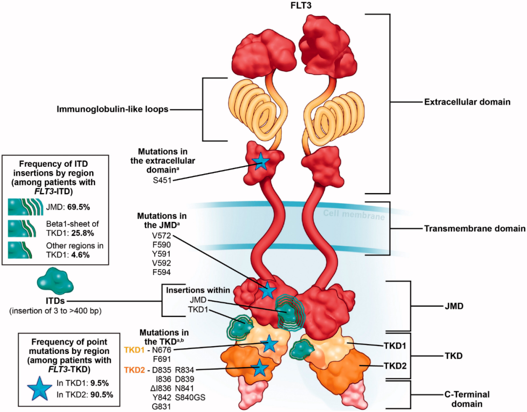 杰论系列 | FLT3抑制剂药效学的生物标志物- PIA方法检测磷酸化FLT3蛋白 - 知乎