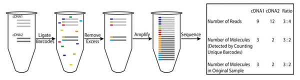 干货分享|Ribo-seq：组学串联的桥梁 - 知乎