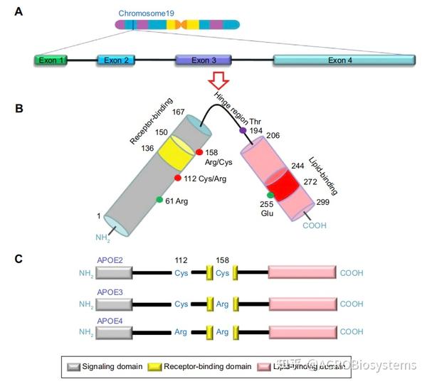 APOE，或为阿尔茨海默病治疗的“绿色通道” - 知乎