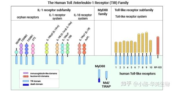 SIGIRR：一个新的信号受体TIR超家族成员，机体炎症、免疫反应的“刹车”分子！ - 知乎