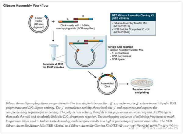 小知识 | 载体构建新技术——无缝克隆(一） - 知乎