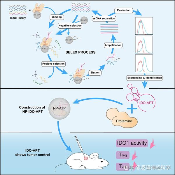 iScience︱北京大学尹玉新团队报道具有抗肿瘤作用的IDO1特异性核酸适配体 - 知乎