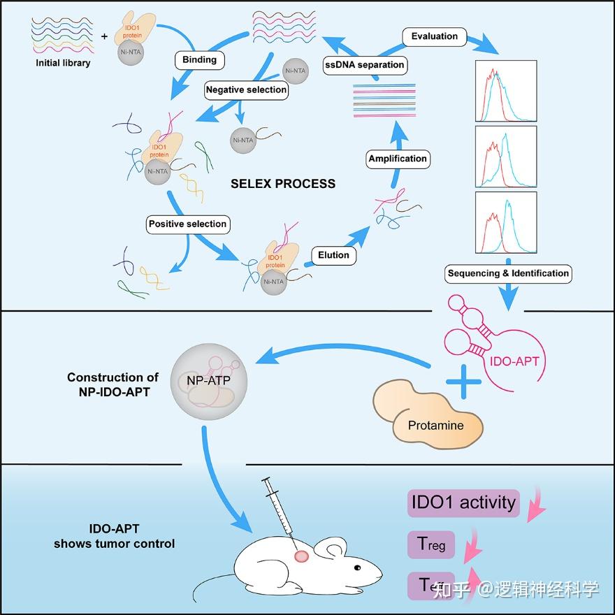Iscience︱北京大学尹玉新团队报道具有抗肿瘤作用的ido1特异性核酸适配体 知乎