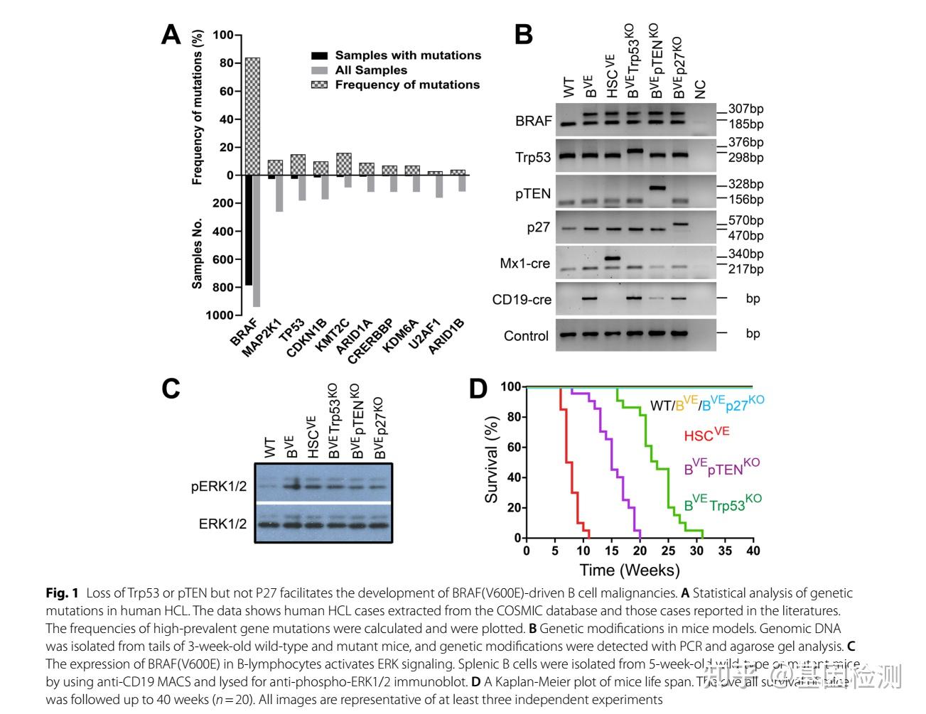 BRAF(V600E)突变与Trp53或pTEN缺失共同驱动毛细胞白血病起源于B淋巴细胞 - 知乎