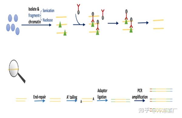 ChIP-seq 分析：教程简介（1） - 知乎
