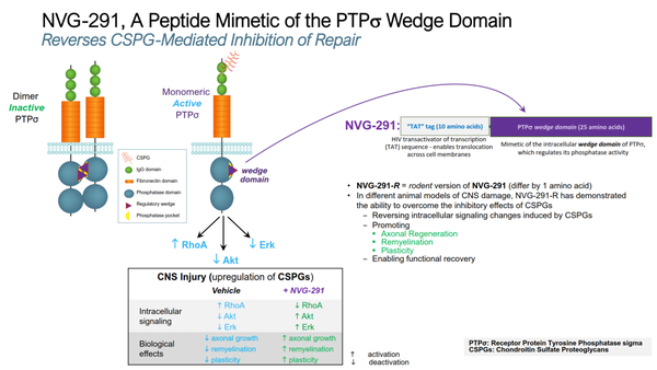 一图速览 | 神经再生的希望 NervGen - 知乎