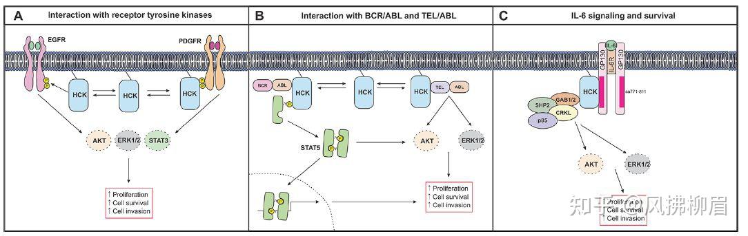 浅谈SRC家族造血细胞激酶HCK - 知乎