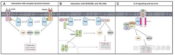 浅谈SRC家族造血细胞激酶HCK - 知乎