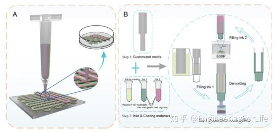 《Materials & Design》：异质组织结构打印的新探索！基于挤出式同轴3D打印材料及流程的设计 - 知乎