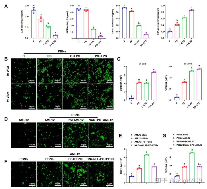 AbMole科研-聚苯乙烯纳米颗粒暴露支持ROS-NLRP3轴依赖性DNA-NET促进肝脏炎症 - 知乎