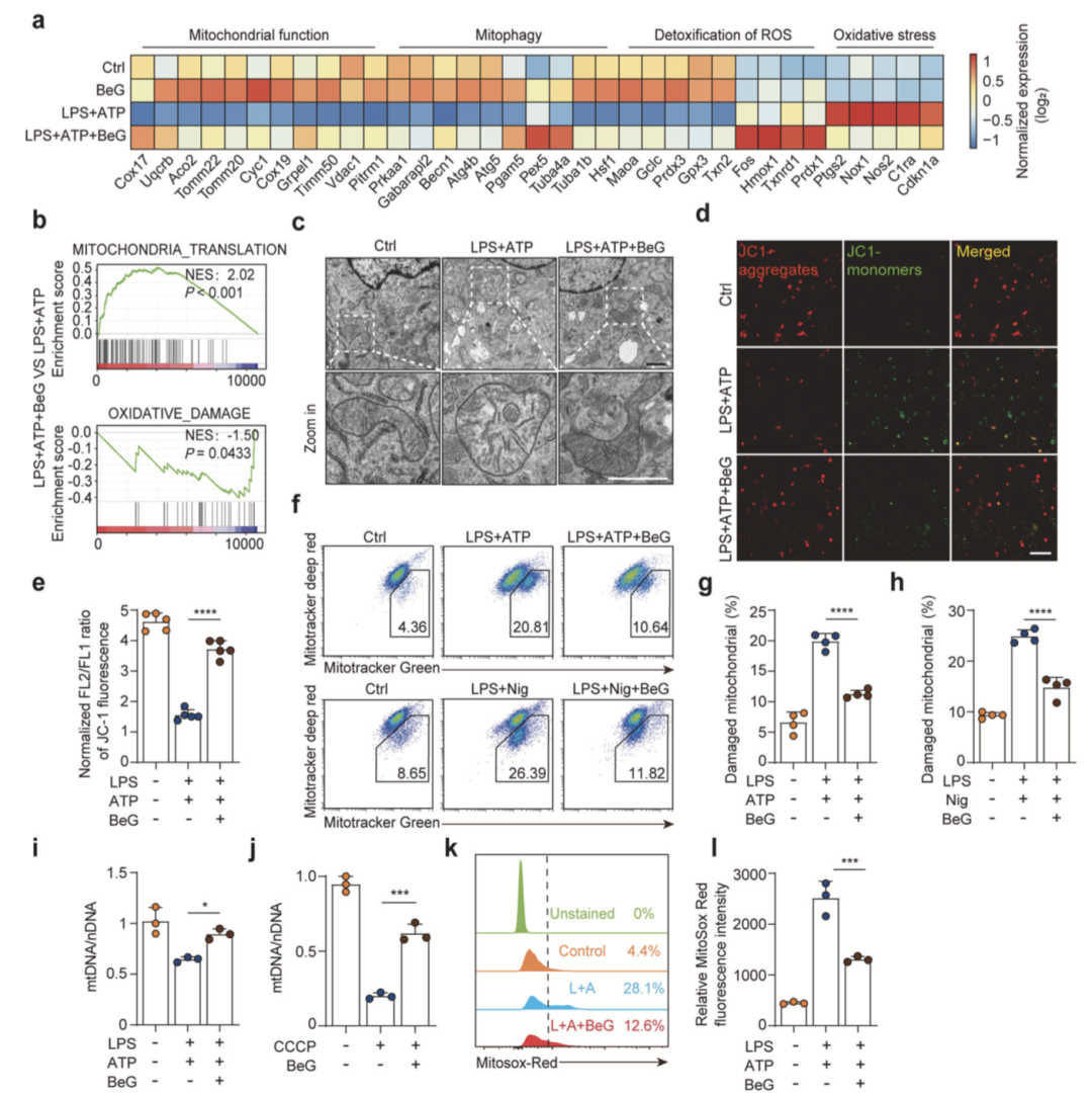 药理学报丨Bergapten 通过促进线粒体自噬抑制 NLRP3 炎症小体激活和细胞焦亡 - 知乎