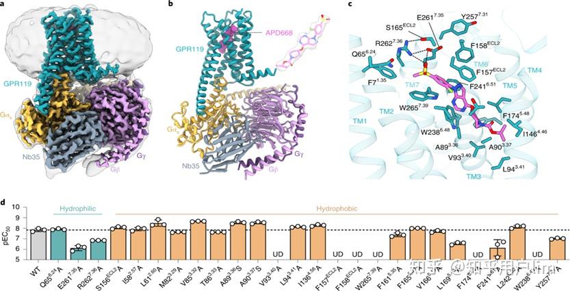 文献解读——孤儿受体GPR119结构解析 - 知乎