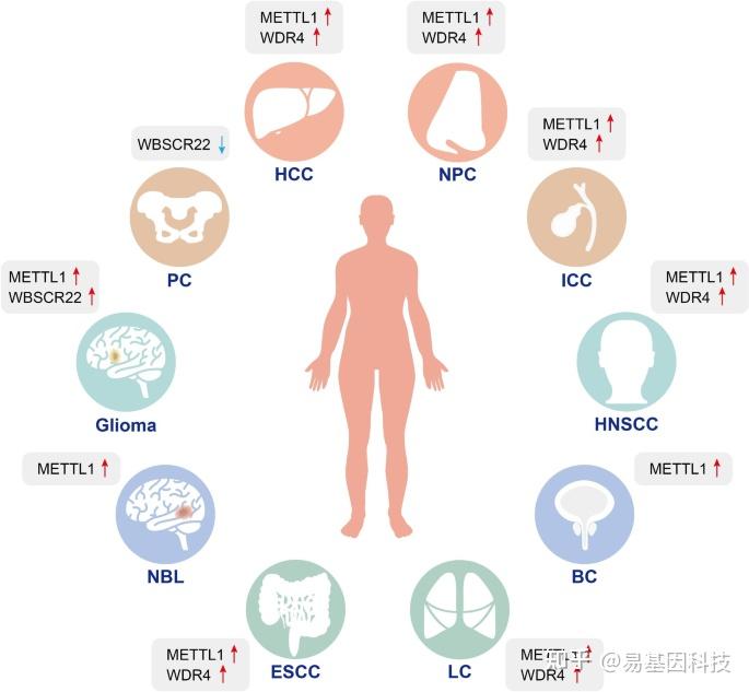 易基因： RNA m7G甲基化修饰的生物学功能及其在癌症中的作用｜综述 - 知乎