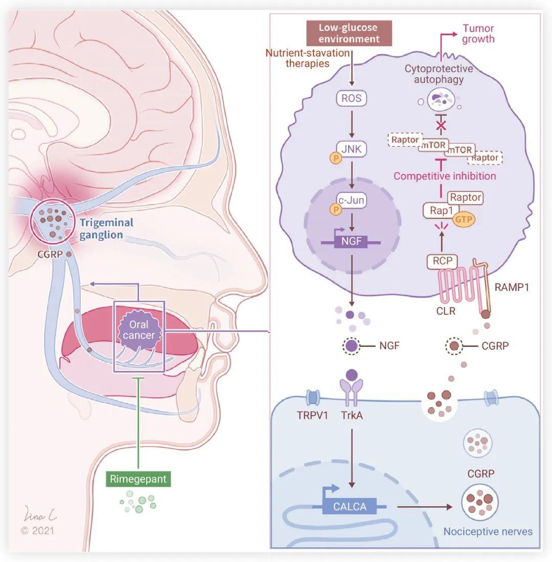 CGRP通过破坏mTOR-Raptor相互作用促进癌症进展 - MedChemExpress - 知乎