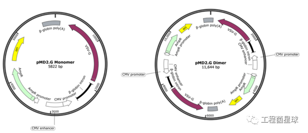 【耀文解读】一文读懂|质粒多聚体Plasmid Multimers的形成机制、检测方法及降低策略 - 知乎