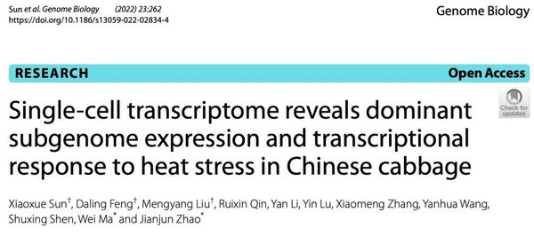 Genome Biology | 河北农业大学蔬菜遗传育种团队绘制大白菜单细胞转录图谱 - 知乎